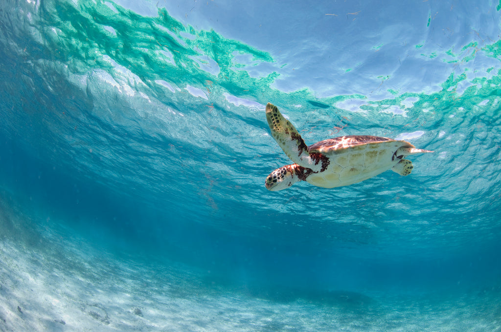 Oceans | WWF UK