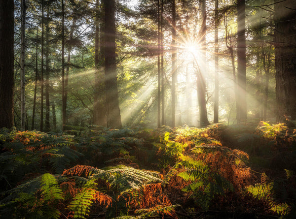 Daily Dose of Nature | WWF UK