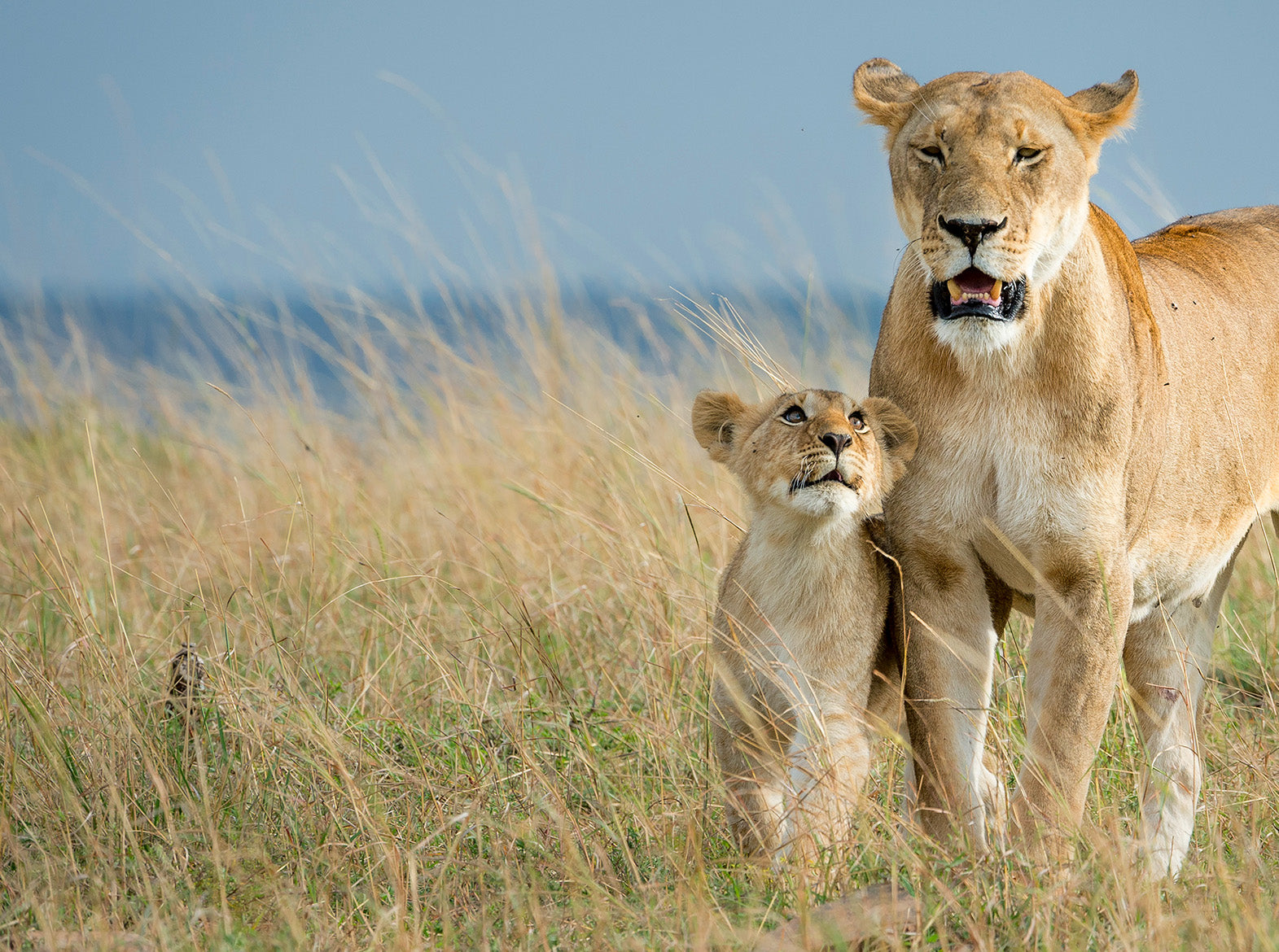 WWF UK online shop