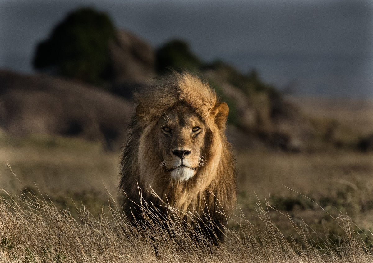 A5 Notebook - Elephant