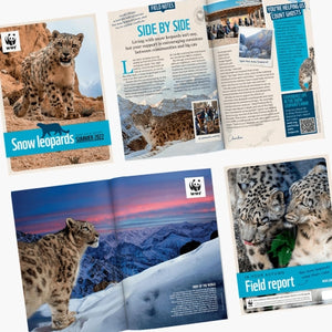 Adopt a Snow Leopard