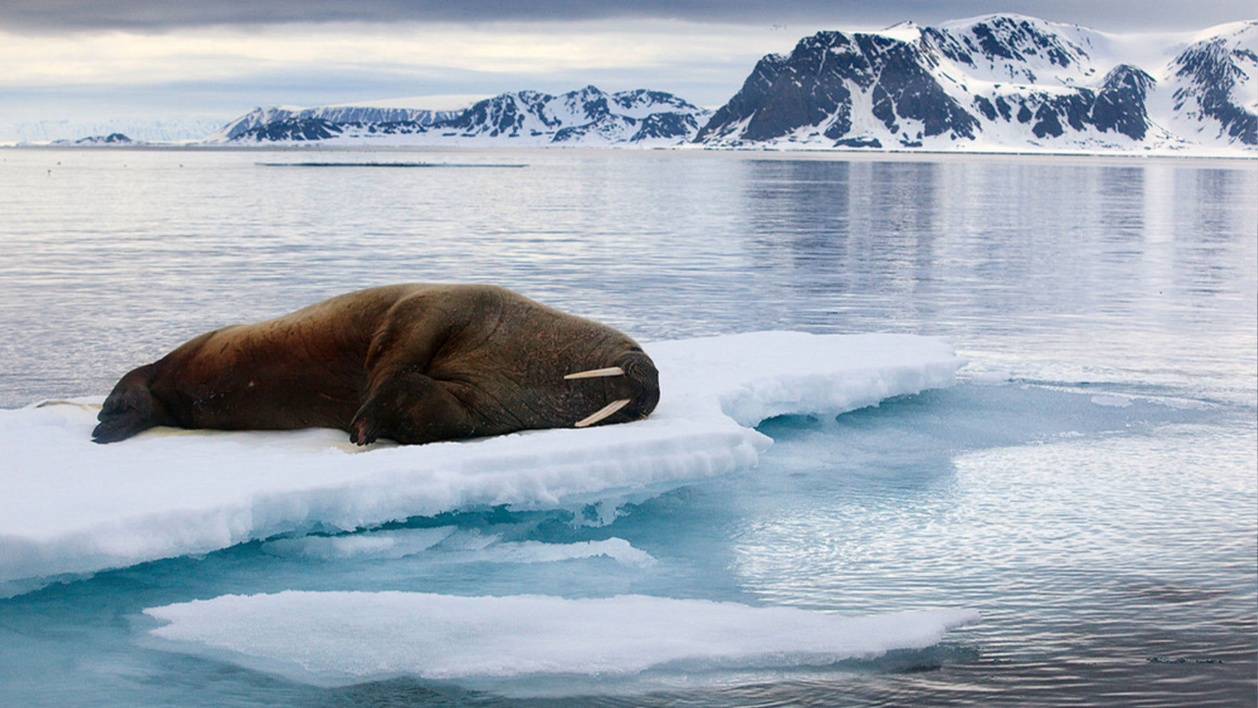 GUPPYFRIEND Washing Bag | WWF-UK