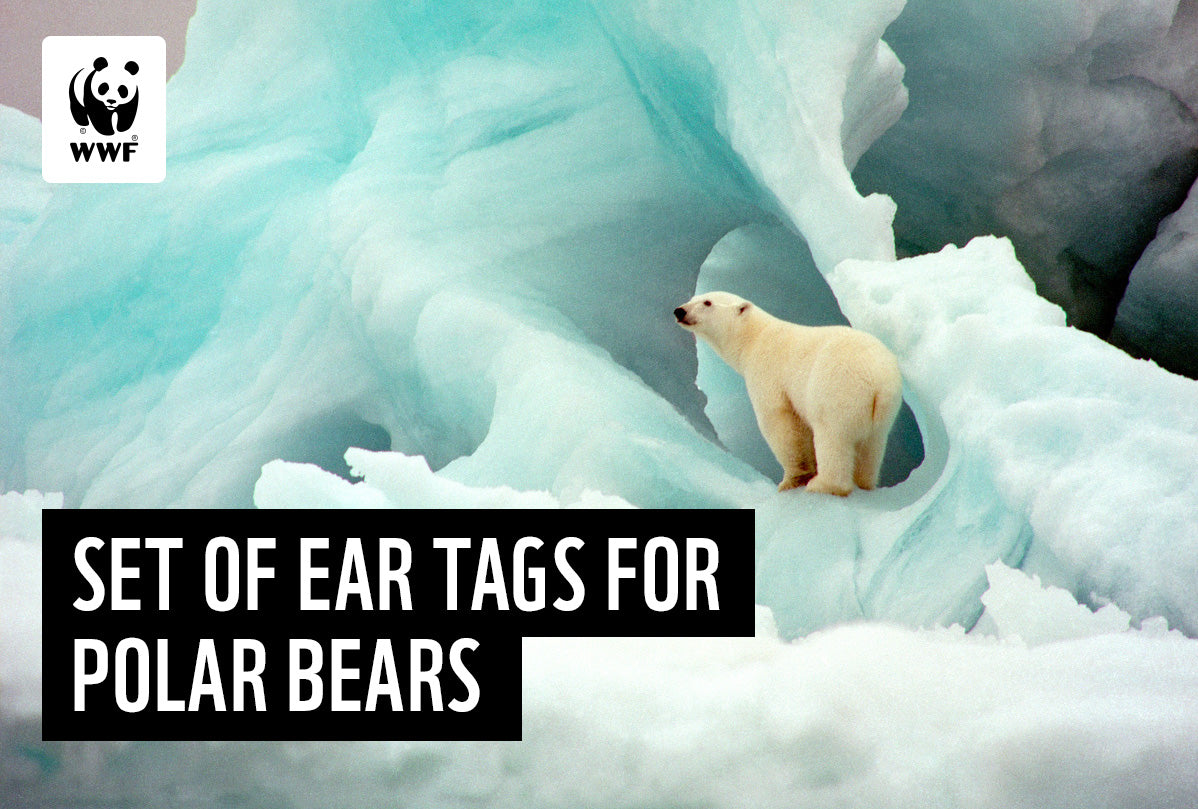 Set of ear tags for polar bears | E-Gift
